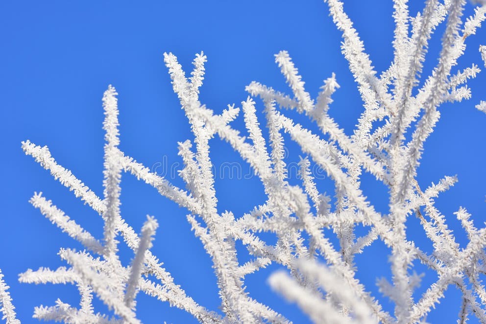 White frost stock photo. Image of outdoor, sleet, snowy - 83499510