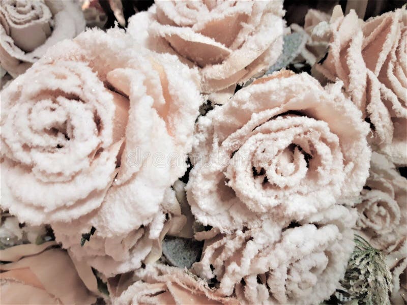 Pink Roses Covered with White Frost Stock Image - Image of decorated ...