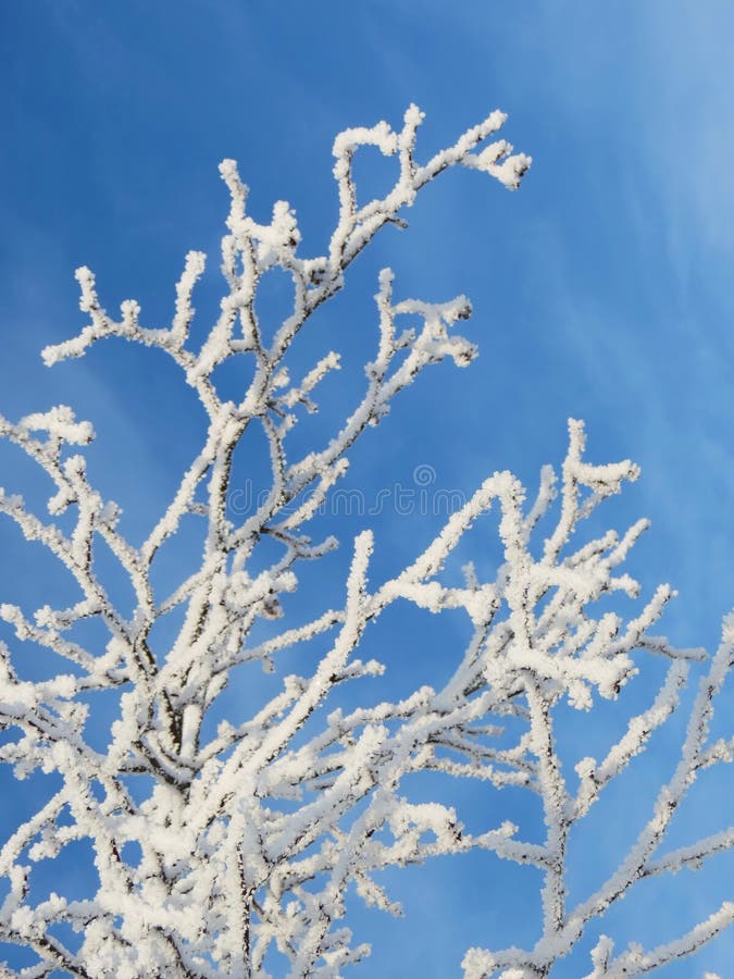 Frost on tree branch stock image. Image of background - 65736597