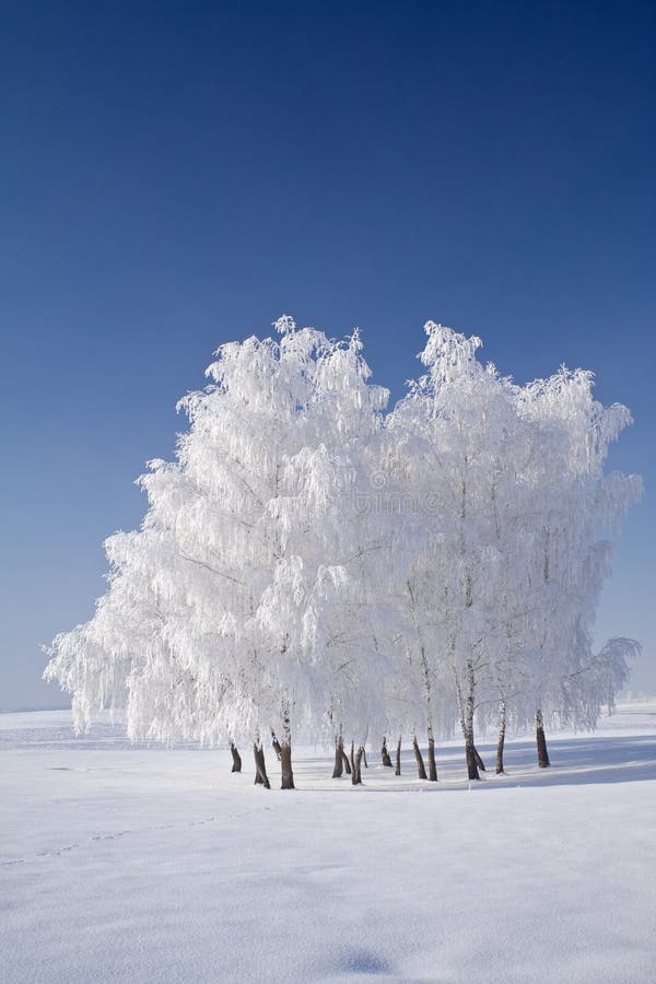 Frost tree stock photo. Image of plant, snow, frosty - 26084718