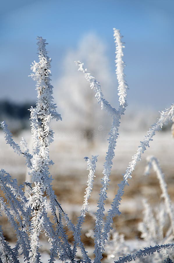 White Frost a Winter Morning. Stock Photo - Image of tree, morning ...