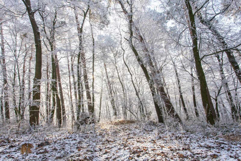 White Frozen Winter Magic Forest Landscape in the Morning Light Stock ...
