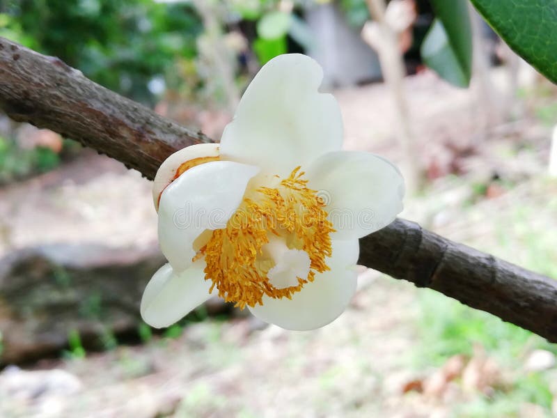 White fruit flower stock photo. Image of apricot, garden - 189384114