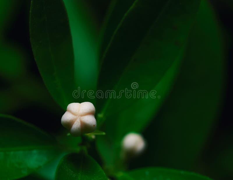 White Fruit of Lemon Aspen Tree in the Rainforest Stock Photo - Image ...