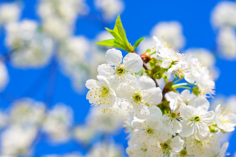 White fruit tree stock photo. Image of fresh, beauty - 41576504