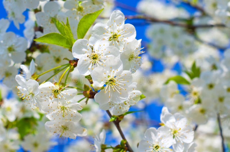 White fruit tree stock photo. Image of health, close - 46798140