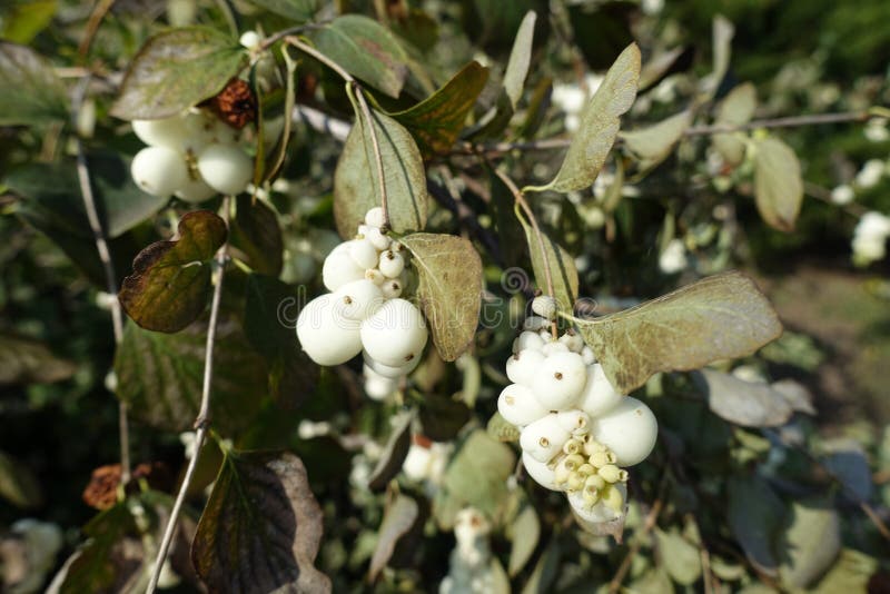 White Fruits of Common Snowberry Stock Image - Image of perennial ...