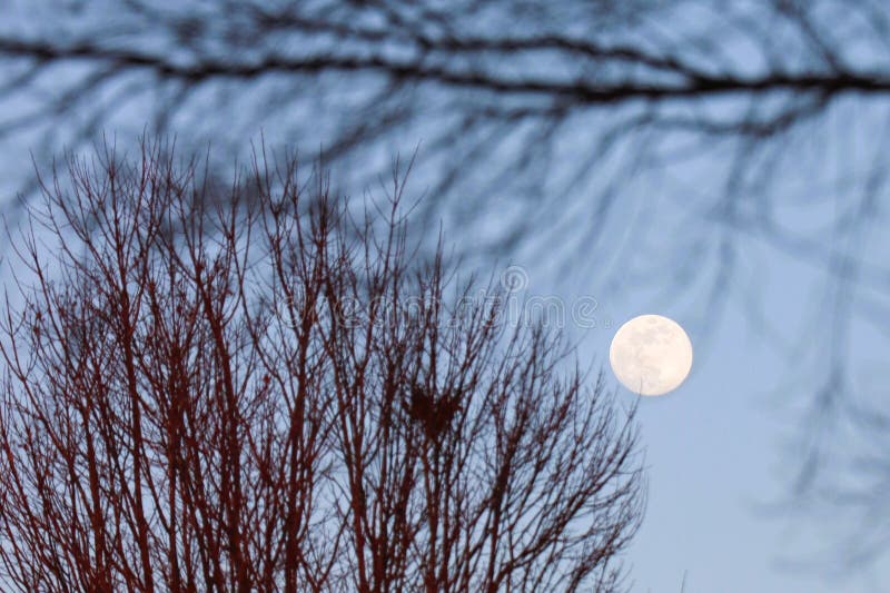 White Full Moon in Clear Bright Blue Sky Framed by Tree Branches ...