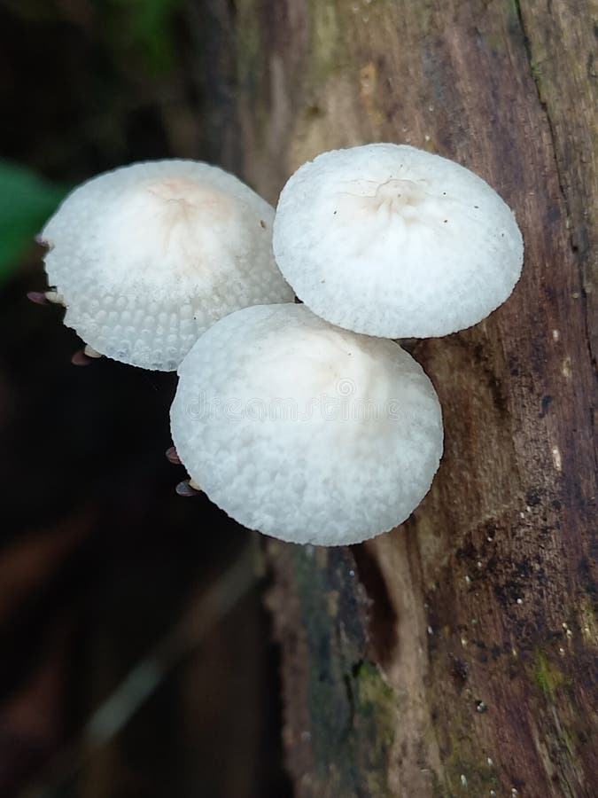 White fungi in the branch stock image. Image of produce - 269475389