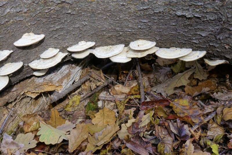 Fungoid stock photo. Image of bole, fungoid, trunk, natural - 103035728