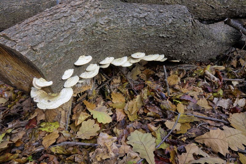 Fungoid stock photo. Image of bole, epiphyte, closeup - 122697594