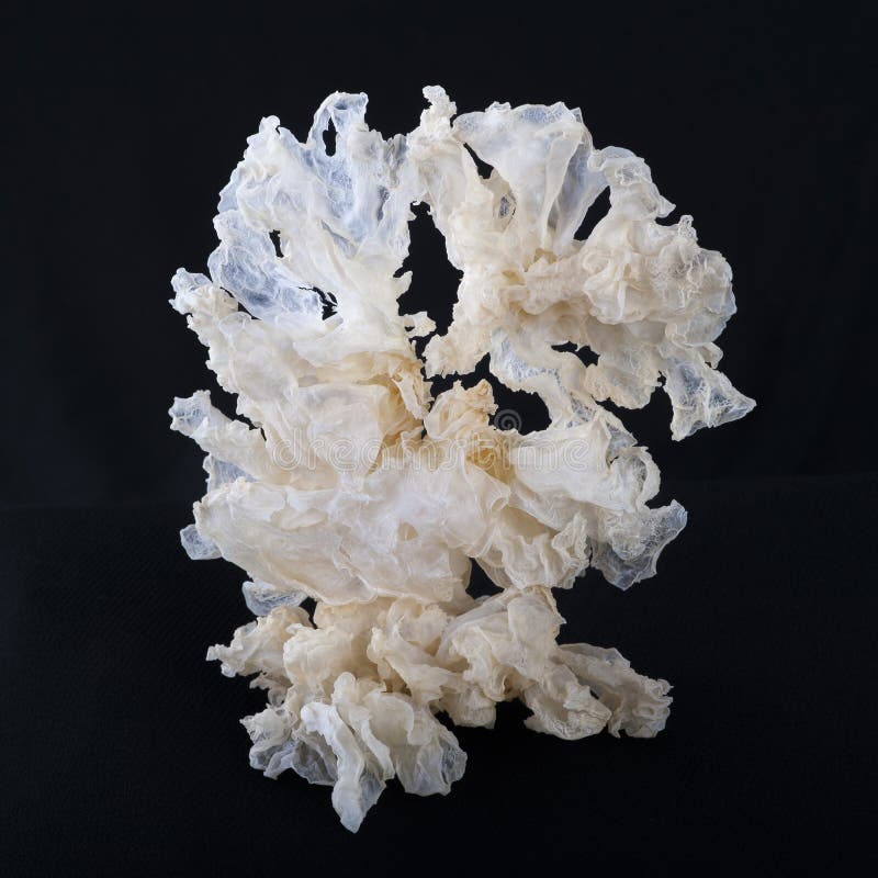 2,761 Snow Fungus Draw Stock Photos - Free & Royalty-Free Stock Photos ...