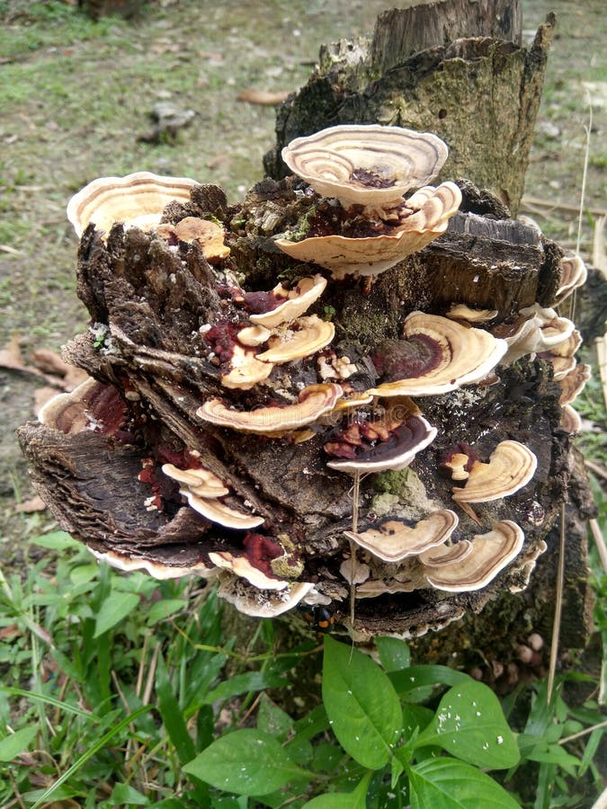 A White Fungus Grows on Tree Stumps Stock Image - Image of tree ...