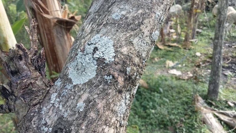 White Fungus that Decorates the Entire Surface of Teak Wood? Stock ...