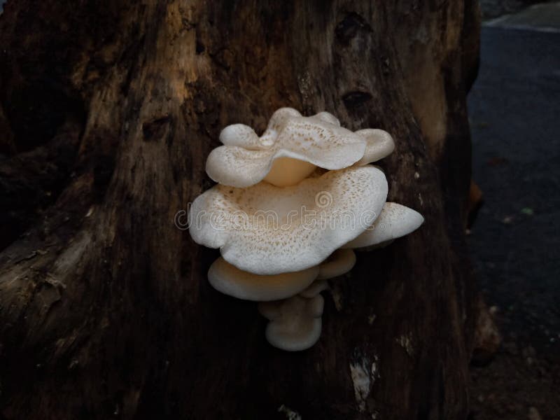 White Fungus Growing on Dry Tree Trunks Stock Photo - Image of white ...