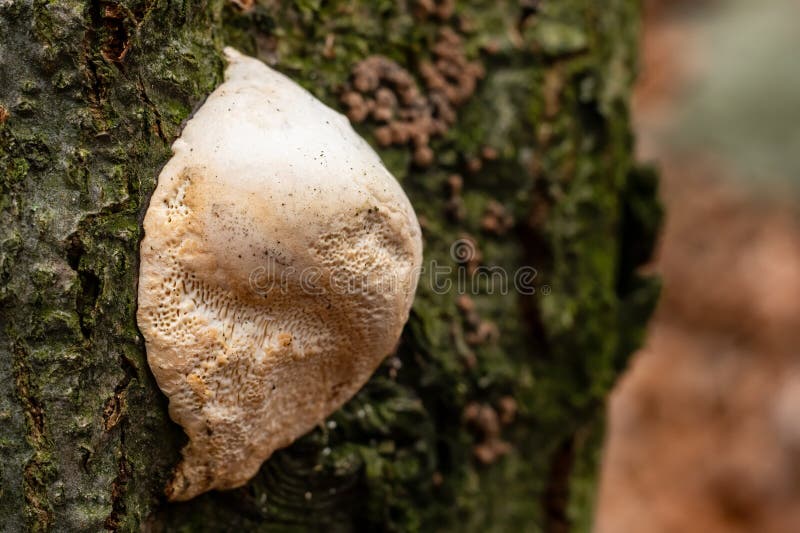White Fungus Growing on the Tree Tree Trunk Stock Image - Image of ...