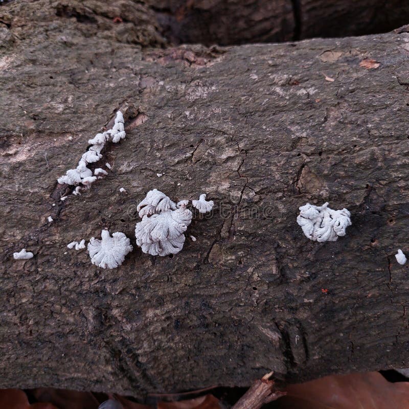 White Fungus that Grows on a Tree that Has Been Cut Stock Image - Image ...