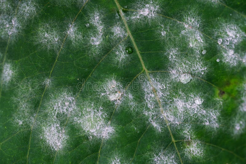 White fungus on leaves stock photo. Image of diseased - 225663376