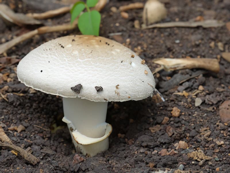 White Fungus Mushroom in the Grass Stock Photo - Image of vegetarian ...