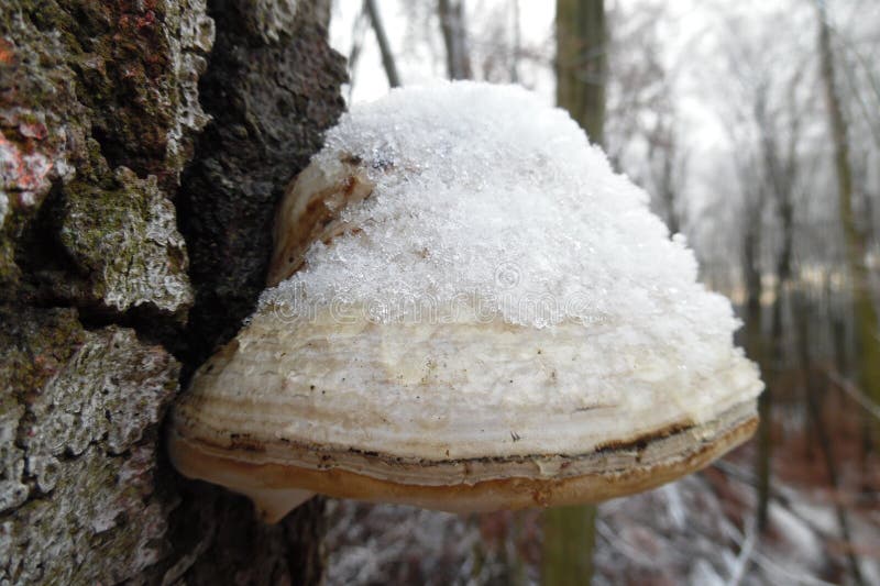 White Fungus Mushroom on a Tree Wearing a Snow Hat. Mushroom Toadstool ...