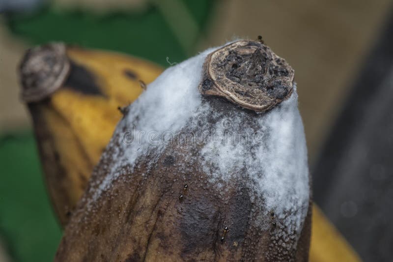 White Fungus on the Rotting Banana Skin. Stock Photo - Image of banana ...
