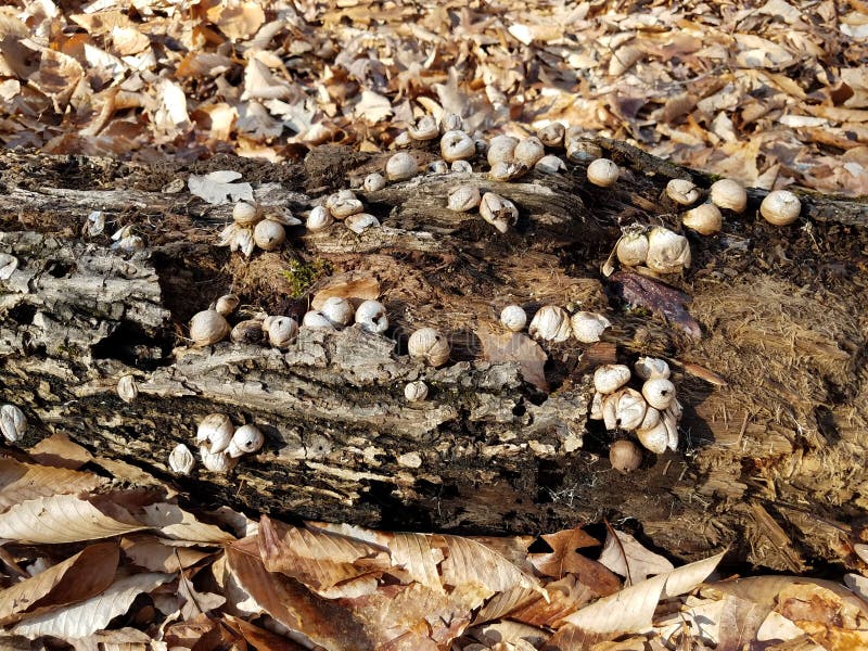 White Fungus on Rotting Tree Trunk with Leaves Stock Image - Image of ...