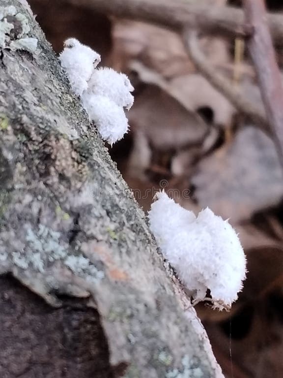 White fungus on a tree stock photo. Image of frost, wildlife - 258135948