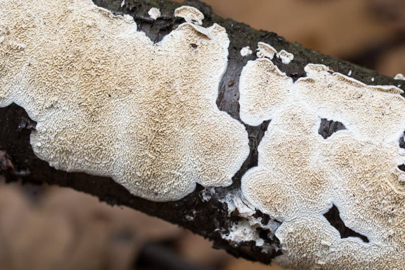 White Fungus on Tree Branch Closeup Stock Image - Image of rotten ...