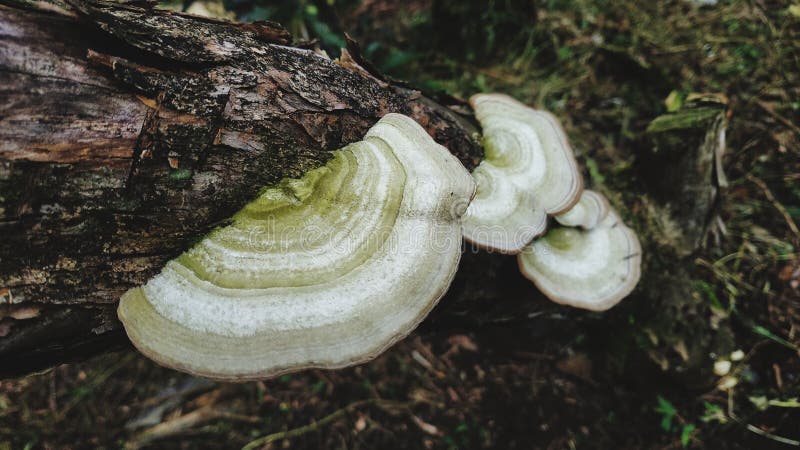 White Fungus in the Tree Trunk Stock Image - Image of flower, mushroom ...