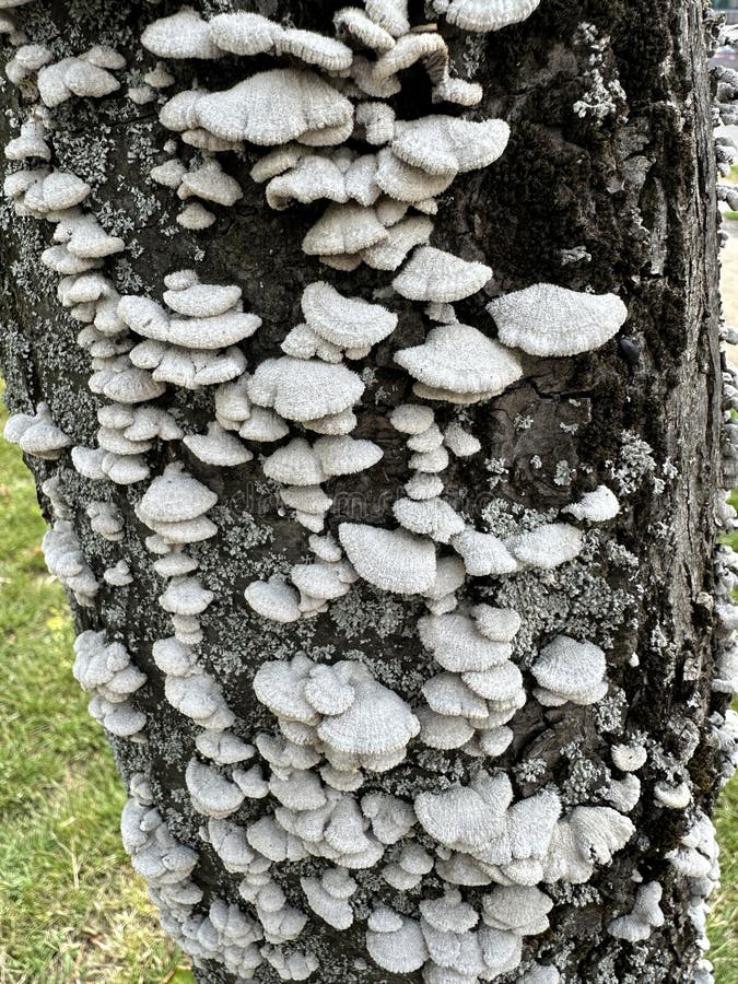 White Fungus on the Tree Trunk Stock Photo - Image of white, trunk ...