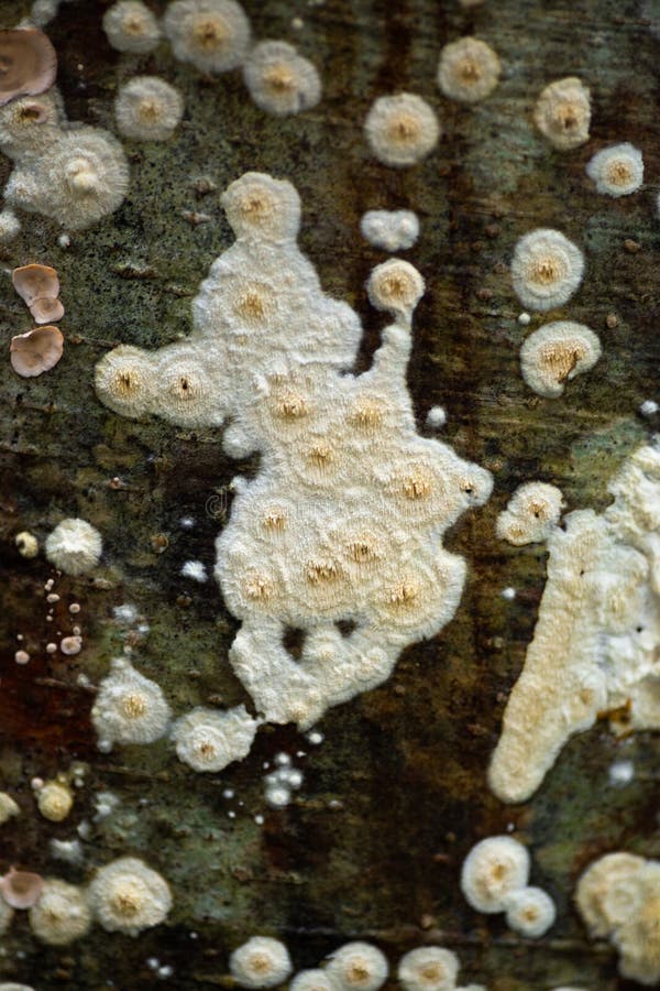 White fungus on tree trunk stock image. Image of edible - 213856233