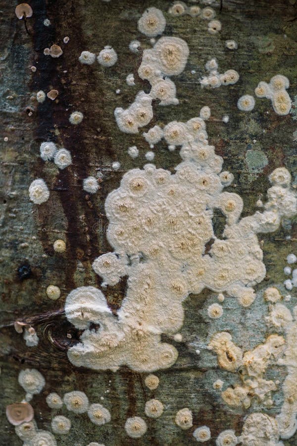 White fungus on tree trunk stock photo. Image of disease - 213856260