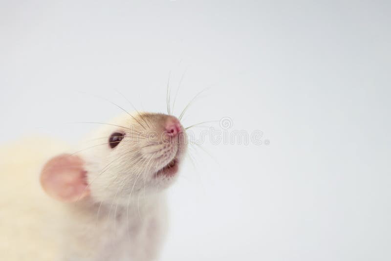 White Funny Cute Rat Face with Interest Looks Stock Photo - Image of ...