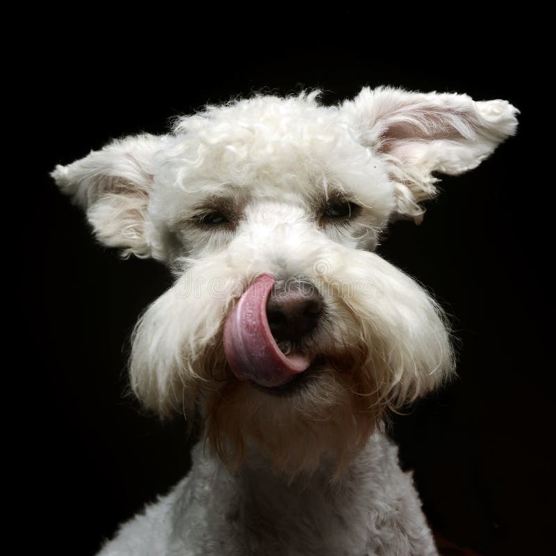 White Funny Dog in a Dark Studio Stock Photo - Image of togetherness ...