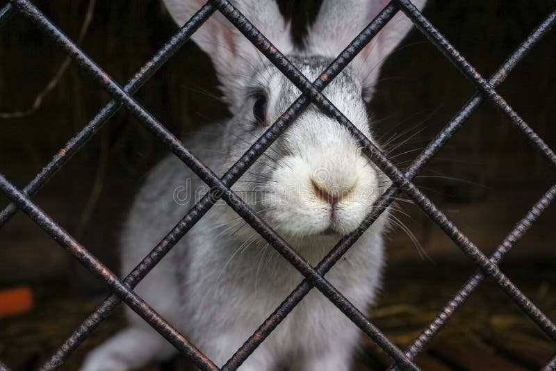 White rabbit in a cage stock image. Image of hutch, mammal - 110635985