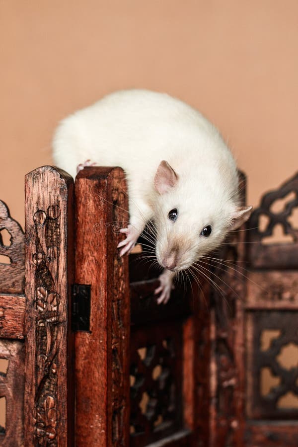 Funny Rat Balancing on Wooden Folding Screen Stock Photo - Image of ...