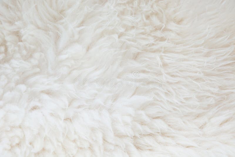 White Fur Close Up Background. Texture, Pattern. Stock Photo - Image of ...