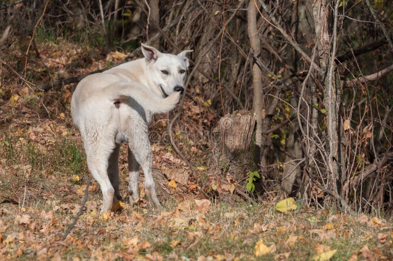 Cute Dog Turning Back To the Camera Stock Photo - Image of male, back ...