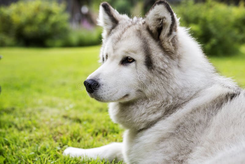 White Fur Dog Peacefully Garden Stock Photos - Free & Royalty-Free ...