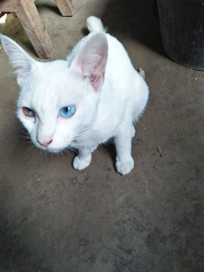 White Furred Cat with Different Colored Eyeballs, the Right is Yellow ...