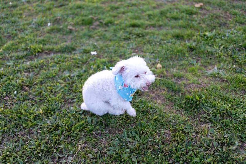 White Furry Dog Sitting on the Grass Stock Photo - Image of canine ...