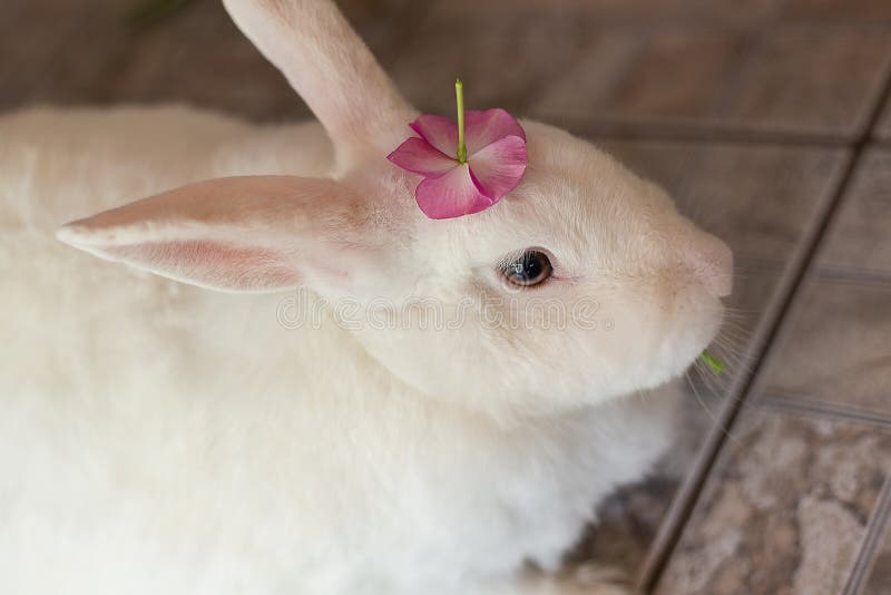 A White, Furry Rabbit on the Floor. Stock Photo - Image of bunny, fluff ...