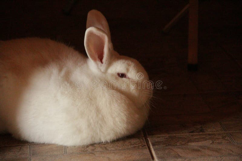 A Couple of White, Furry Rabbits, Lying Down. Stock Photo - Image of ...