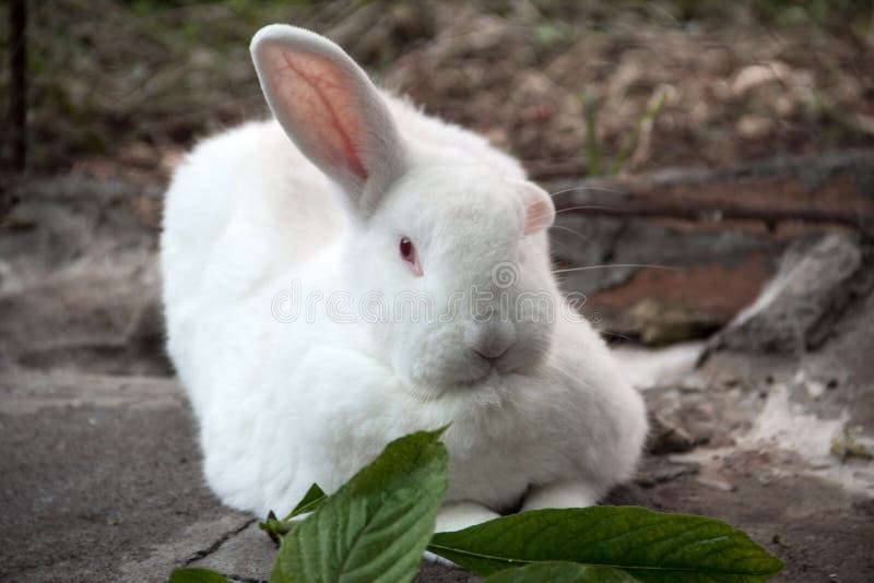 A Couple of White, Furry Rabbits, Lying Down. Stock Photo - Image of ...