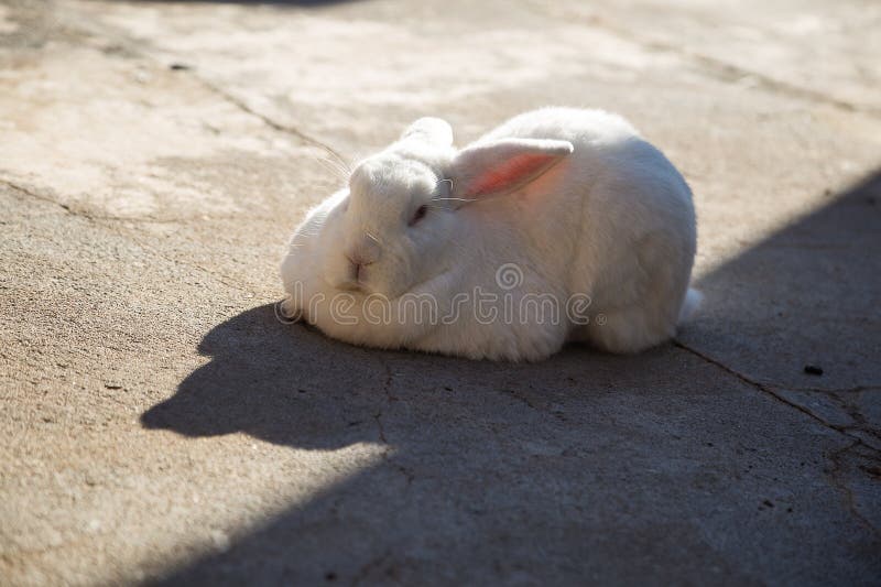 A White Rabbit Resting on the Ground. Stock Photo - Image of rabbit ...
