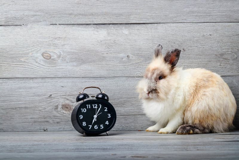 The White Furry Rabbit Has a Black Watch Near it. Stock Image - Image ...