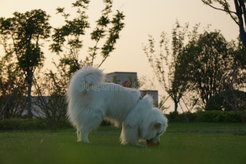White Furry Samoyed Dog Walking in a Grassy Field Stock Image - Image ...