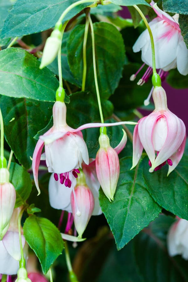 Pink Fuschia Flowers stock photo. Image of flower, lovely - 32808036