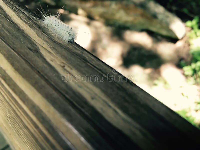White fuzzy caterpillar stock photo. Image of caterpillar - 80514420