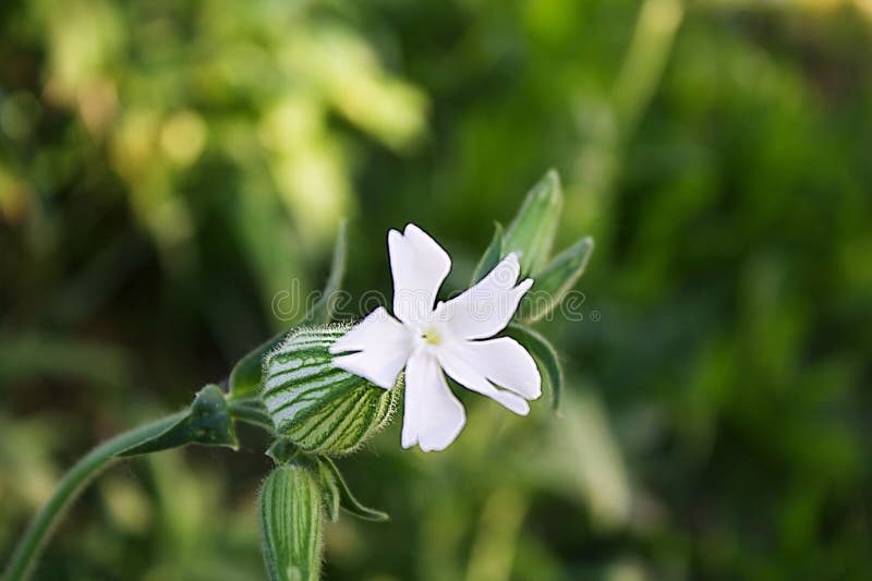 White fuzzy flower stock image. Image of white, nature - 93879683